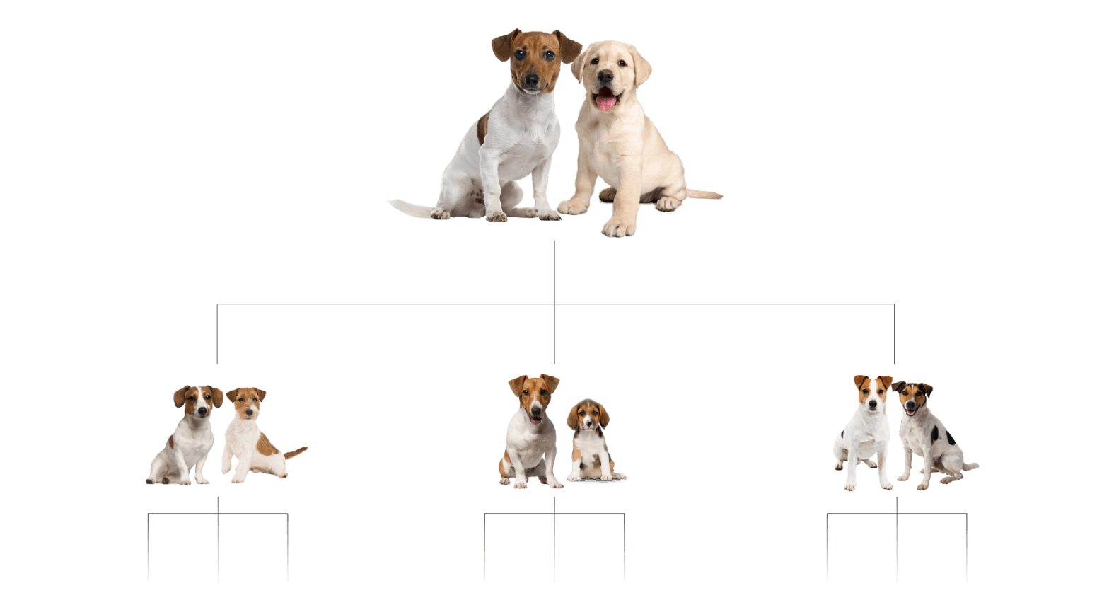 Home - ISPCA Ipoh Animal Shelter